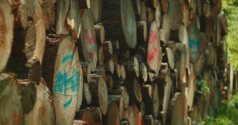 Stacked Timber Logs with Colored Markings Lie Piled in Rows at a ...