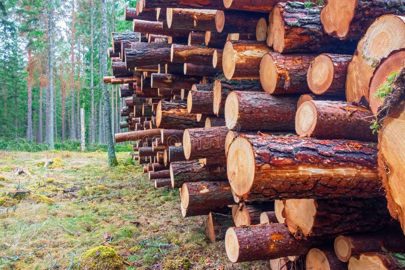 Stacked Timber Logs in a Coniferous Forest Stock Image - Image of ...