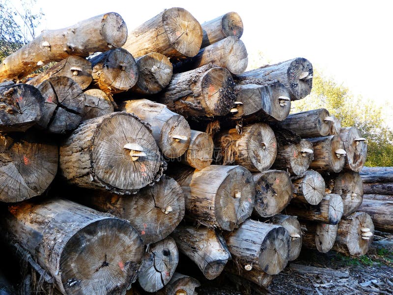 Stacked Timber Logs in Countryside Setting Stock Image - Image of pile ...