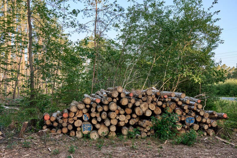 Stacked Timber Logs in Forest with Markings Stock Photo - Image of logs, trunks: 390215182