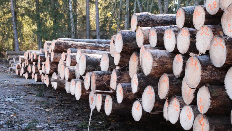 Stacked Timber Logs Present in a Natural Environment Surrounded by Lush ...
