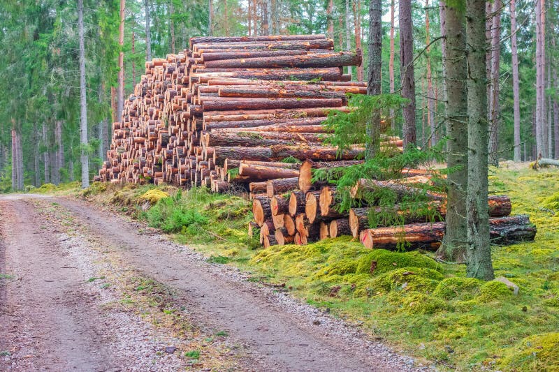 Stacked Timber Logs at the Roadside at a Logging Road in a Forest Stock ...