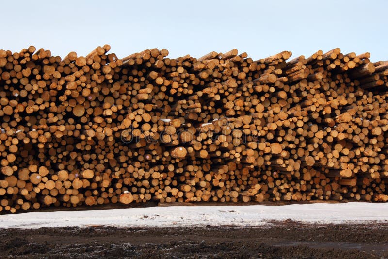 Stacked Timber, Lumber Mill Stock Photo - Image of industry, tree: 28880574
