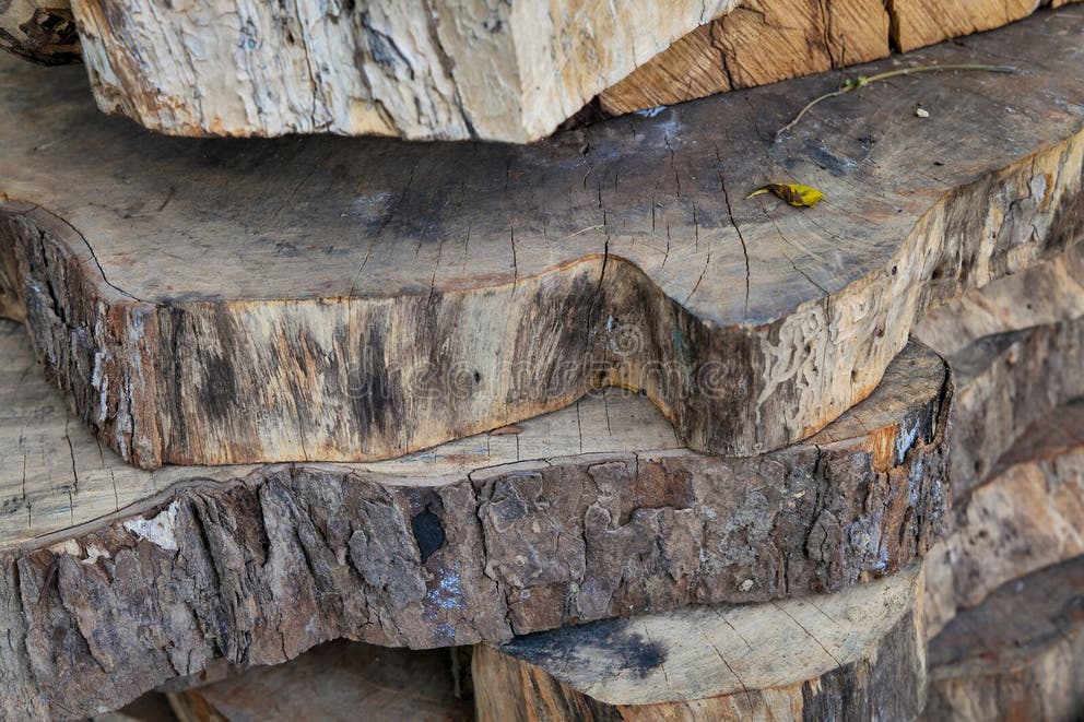 Pile of tree cuttings stock photo. Image of pile, cuttings - 326986788