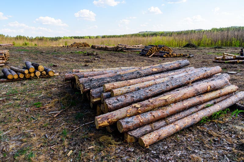 Stacked Tree Logs of Pine Wood in the Forest. Forest Felling. Timber ...