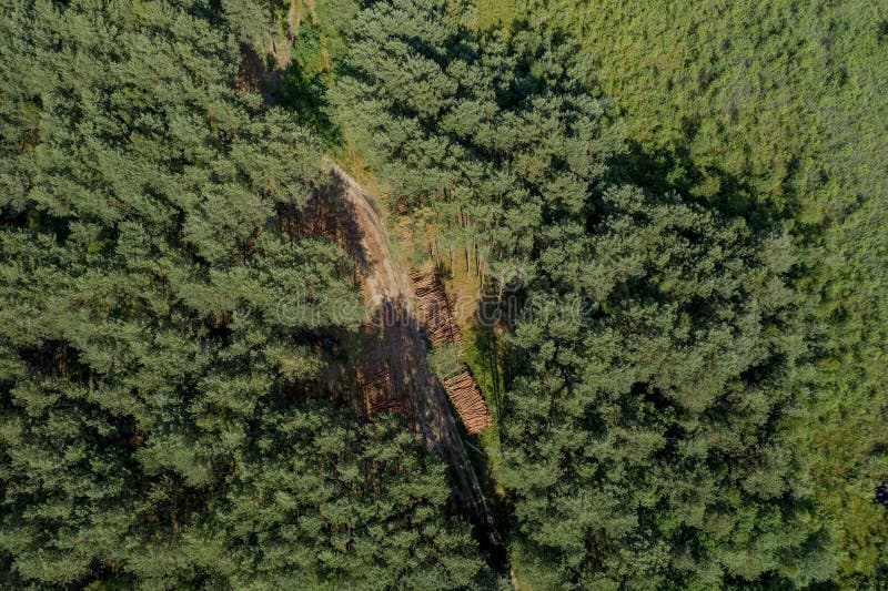 Stacked Tree Logs of Pine Wood in Forest. Forest Felling Stock Photo ...