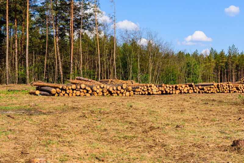 Stacked Tree Logs of Pine Wood in the Forest. Forest Felling. Timber ...