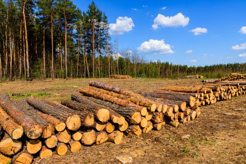 Stacked Tree Logs of Pine Wood in the Forest. Forest Felling. Timber ...