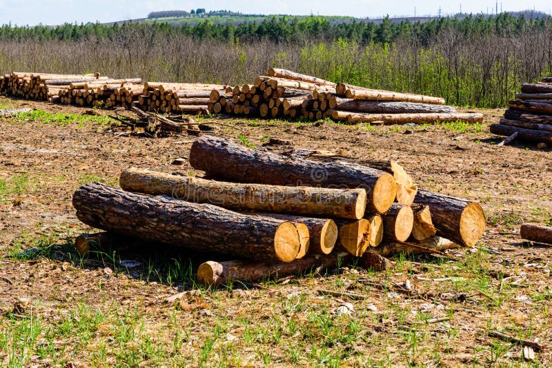 Stacked Tree Logs of Pine Wood in the Forest. Forest Felling. Timber ...