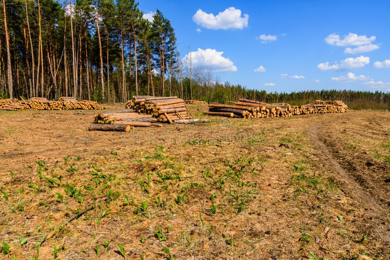 Stacked Tree Logs of Pine Wood in the Forest. Forest Felling. Timber ...
