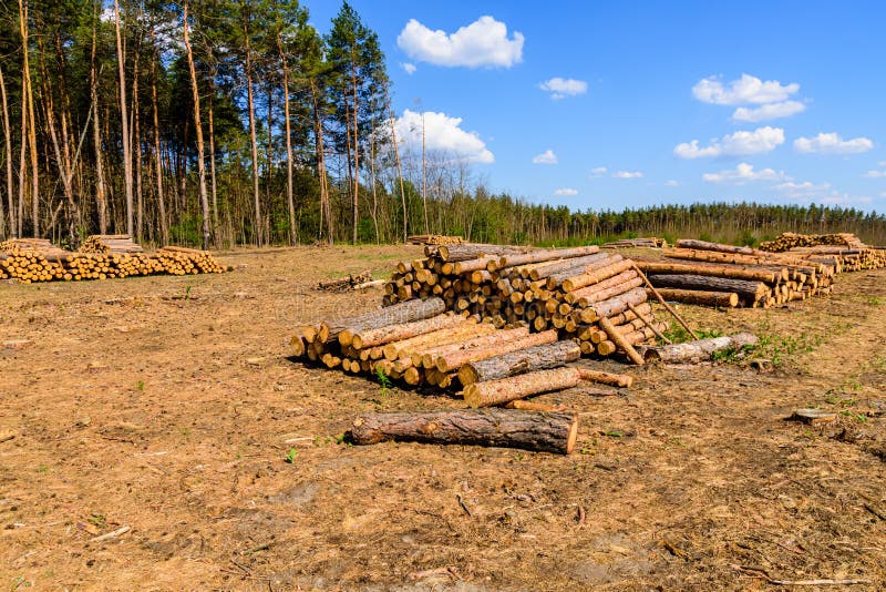 Stacked Tree Logs of Pine Wood in the Forest. Forest Felling. Timber ...