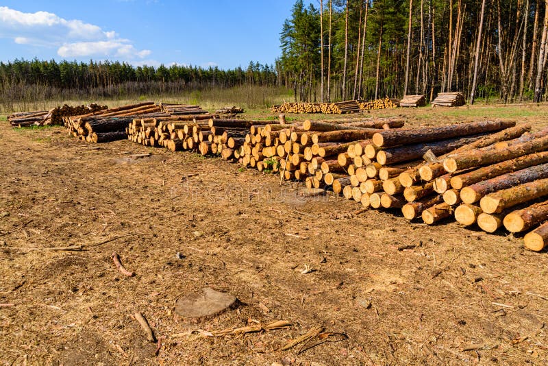 Stacked Tree Logs of Pine Wood in the Forest. Forest Felling. Timber ...