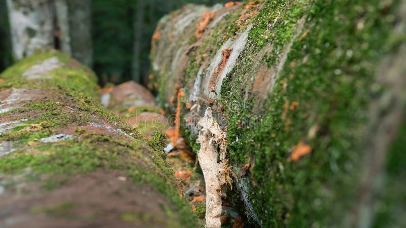Stacked Tree Logs in the Wooden Stock Photo - Image of stack, lumber ...