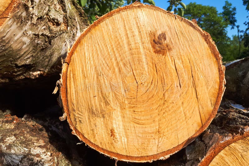 Stacked tree stock photo. Image of circle, birch, round - 116951736