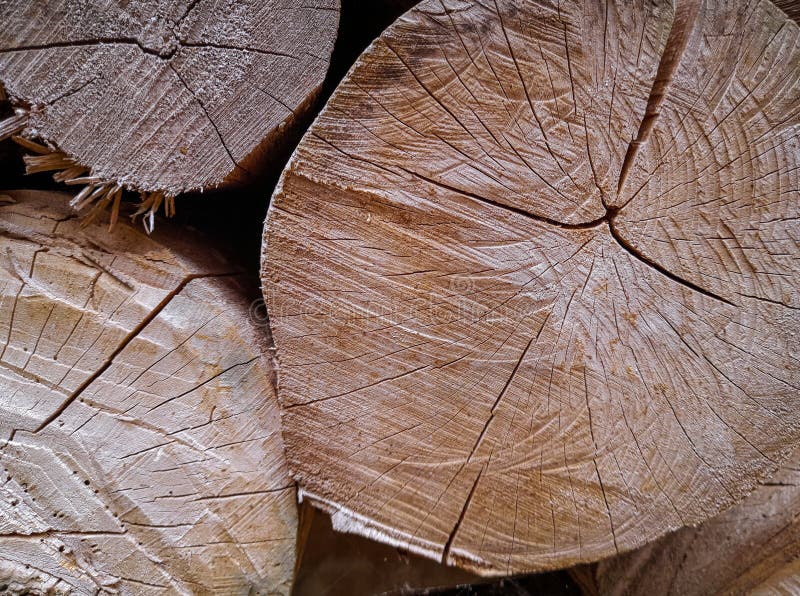 Close-up View of Stacked Tree Trunk Sections, Showing Circular Cross ...