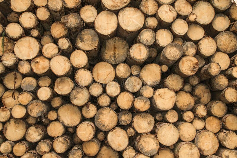 Stacked Tree Trunks, Close-up for Use As Background. Stock Photo ...