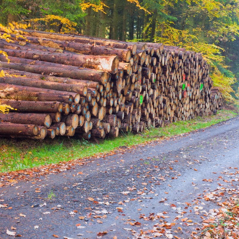 Stacked Tree Trunks in Fall-colored Forest. Stock Photo - Image of chop ...