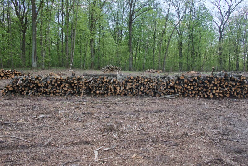 Stacked Tree Trunks at Felling. Forest Clearing Stock Photo - Image of ...
