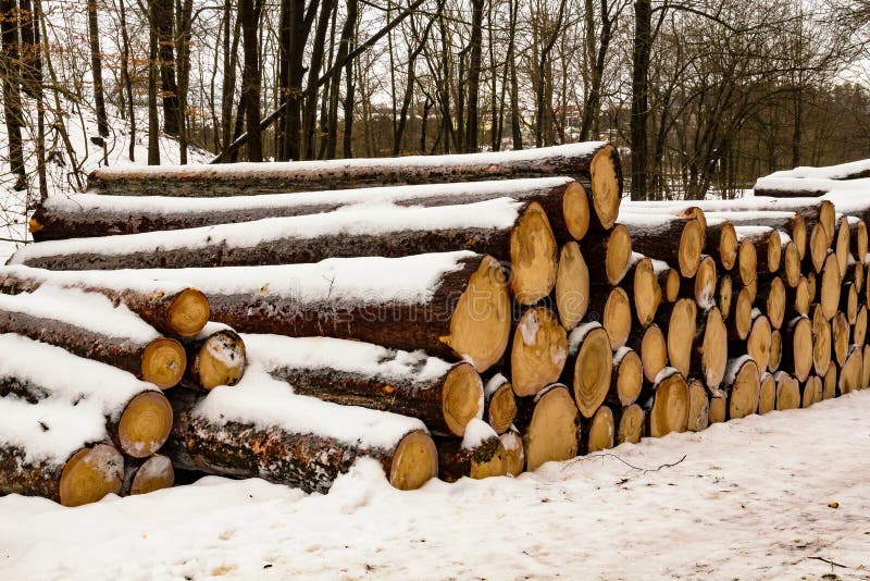 Stacked tree trunks stock image. Image of tree, firewood - 65662997