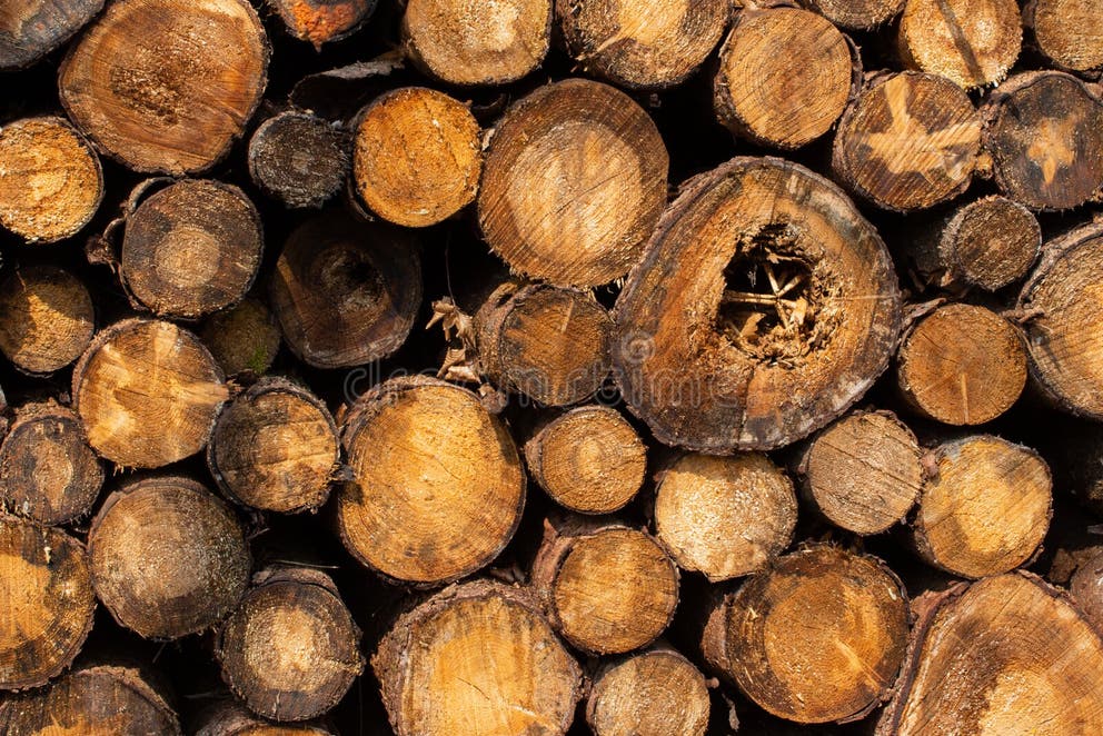 Stacked Tree Trunks Pattern for Background Stock Image - Image of ...