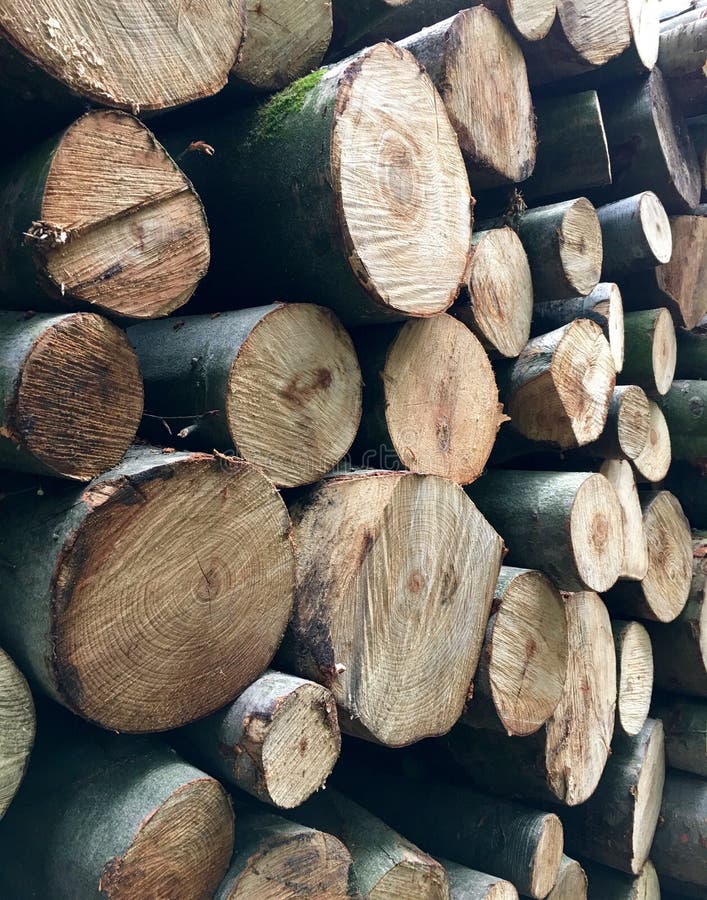 Stacked tree trunks stock photo. Image of outdoors, stack - 73764156