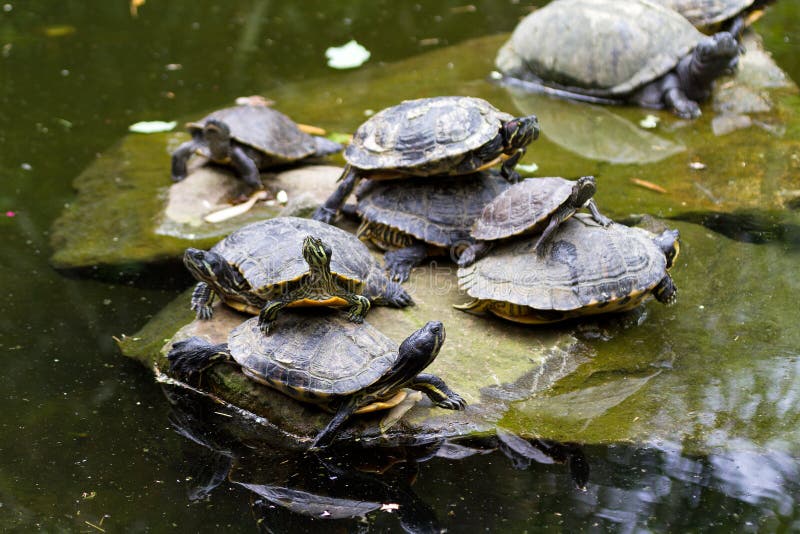 Stacked turtles stock image. Image of turtle, life, stack - 9814583