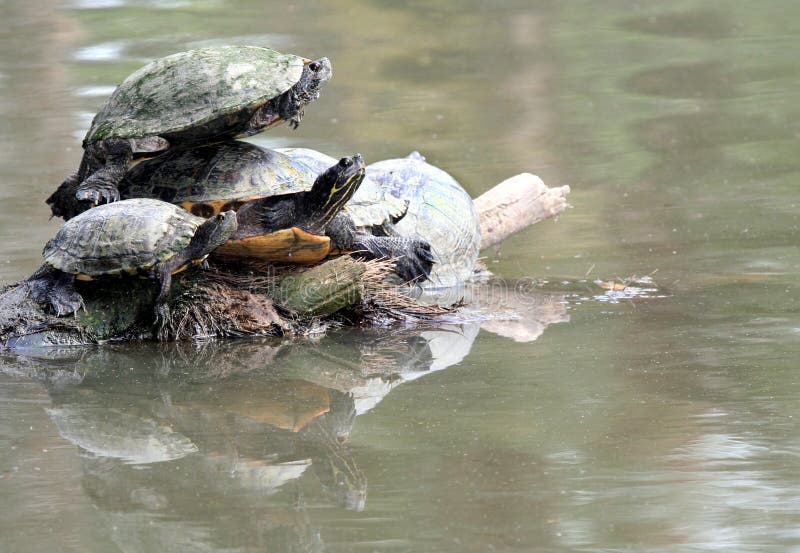 5 Turtles stock image. Image of climb, turtles, mossy - 8712749