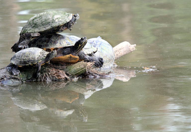 Stacked turtles stock image. Image of turtle, life, stack - 9814583