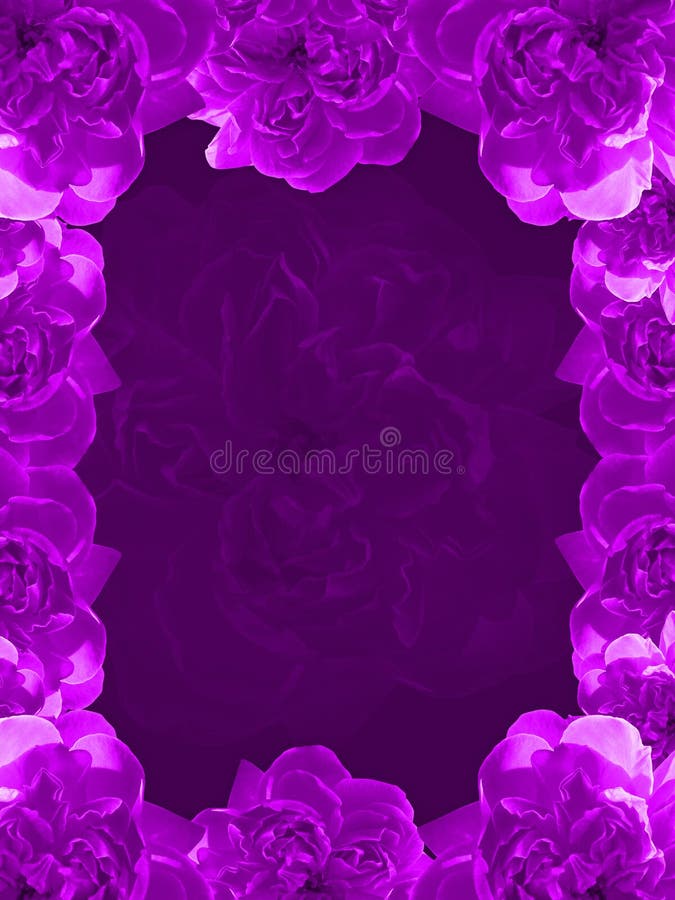 Stacked Violet Rose Pattern Frame on Violet Background, Banner ...