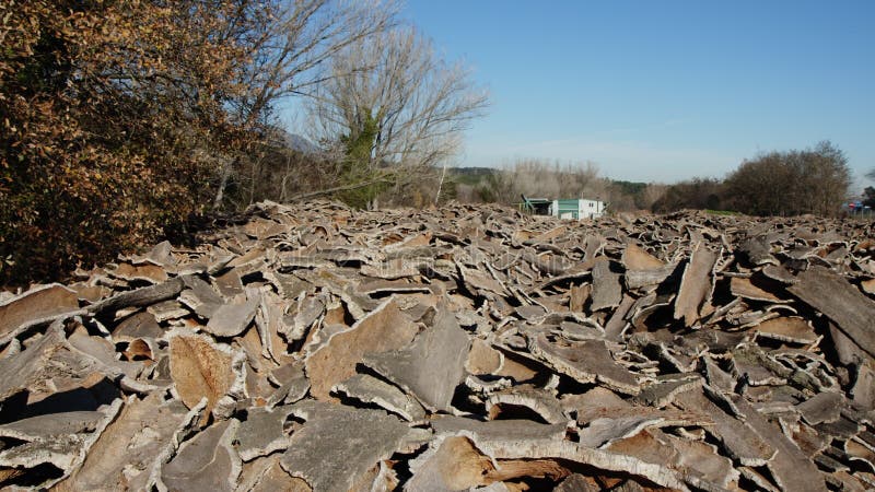 Stacked Wood Bark Tree Production for Processing at Industrial Factory ...