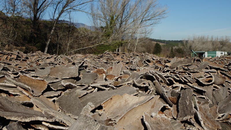 Stacked Wood Bark Tree Production for Processing at Industrial Factory ...