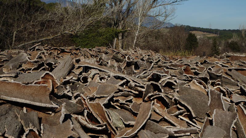 Stacked Wood Bark Tree Production for Processing at Industrial Factory ...