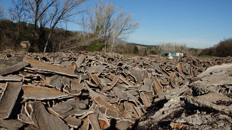 Stacked Wood Bark Tree Production for Processing at Industrial Factory ...