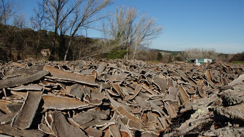 Stacked Wood Bark Tree Production for Processing at Industrial Factory ...