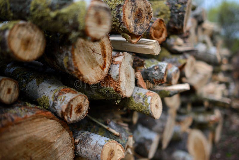 Stacked Wood Logs with Pine Trees Stock Image - Image of aging, house ...