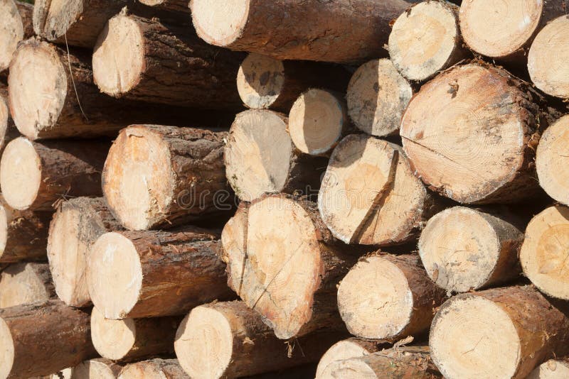 Stacked Wood Pine Timber stock image. Image of stacked - 61762935
