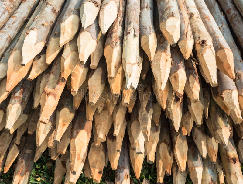 Stacked wood pine timber stock image. Image of industry - 78279979