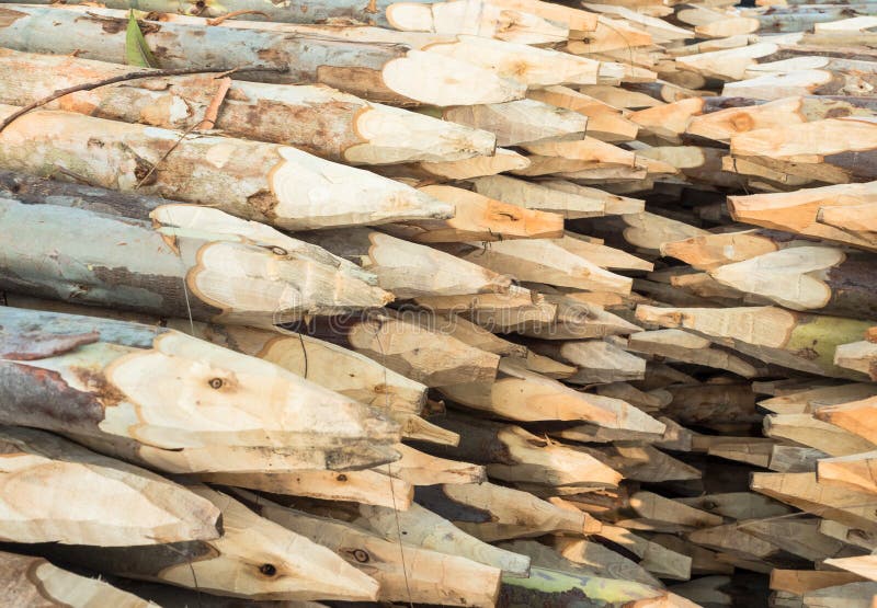 Stacked wood pine timber stock photo. Image of pile, lumber - 78279592