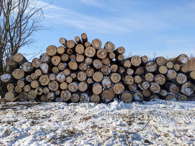 Stacked Wood Pine Timber stock image. Image of stacked - 285955793