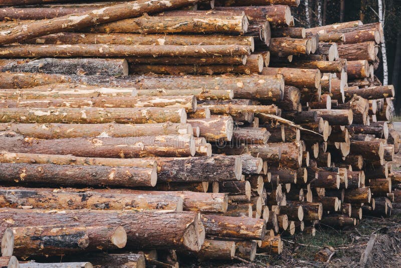 Stacked Wood Pine Timber for Construction Buildings Stock Photo - Image ...