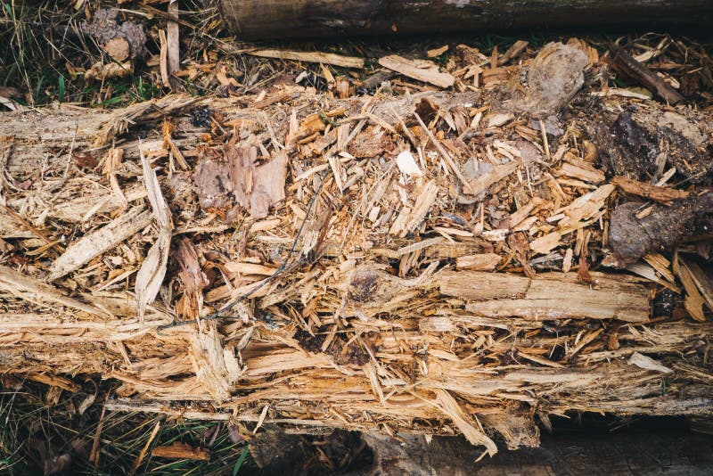 Stacked Wood Pine Timber for Construction Buildings Stock Photo - Image ...