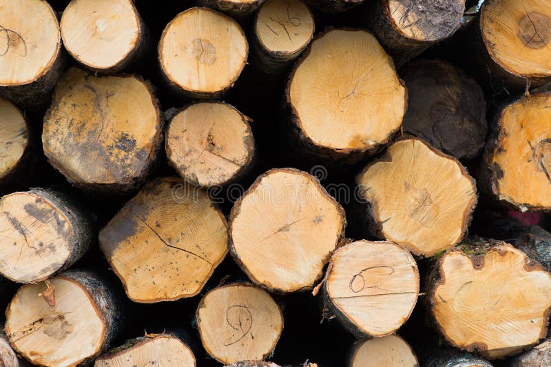 Pine Wood Buildings at Georgia Farber blog