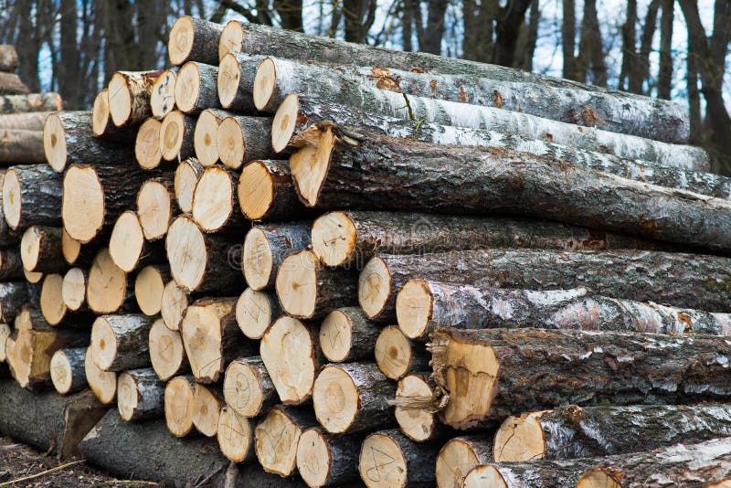 Stacked Wood Pine Timber for Construction Buildings Background Stock ...