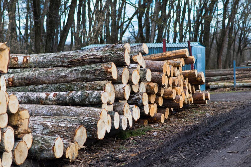 Pine Wood Buildings at Georgia Farber blog