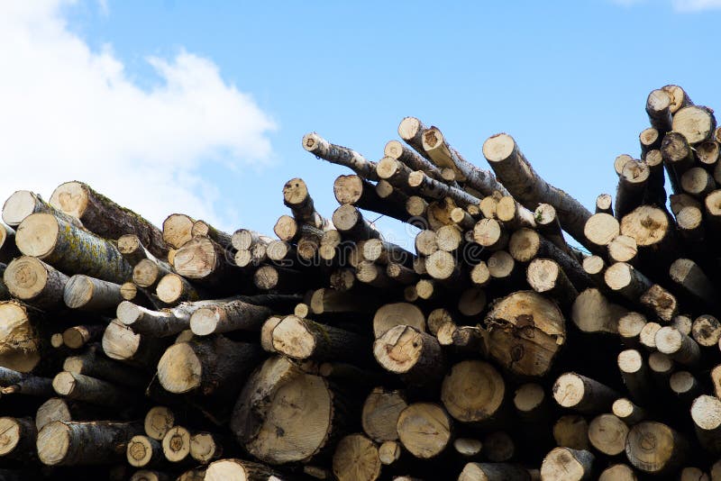 Stacked Wood Pine Timber for Construction Buildings Background Stock ...