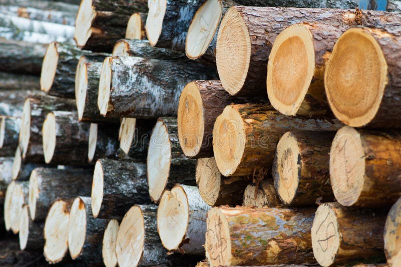 Stacked Wood Pine Timber for Construction Buildings, Background Stock ...