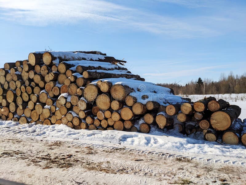Stacked Wood Pine Timber stock photo. Image of wooden - 285955870