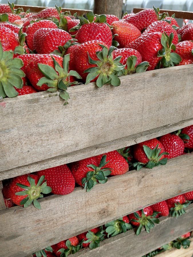 Stacked Wooden Boxes with Strawberries Stock Photo - Image of ...