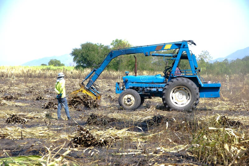 Stacker Cane for Farmer in Thailand Editorial Stock Image - Image of ...