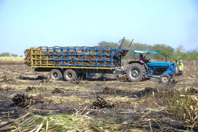 Stacker Cane for Farmer in Thailand Stock Image - Image of blue ...